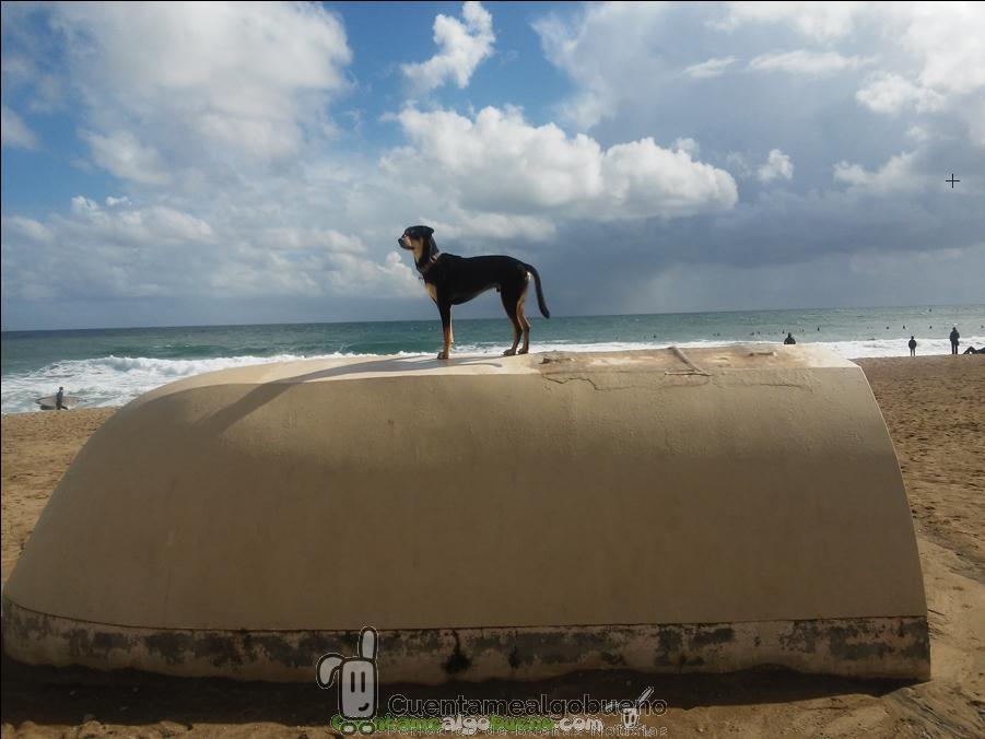 Perro sobre barca | Cuentamealgobueno