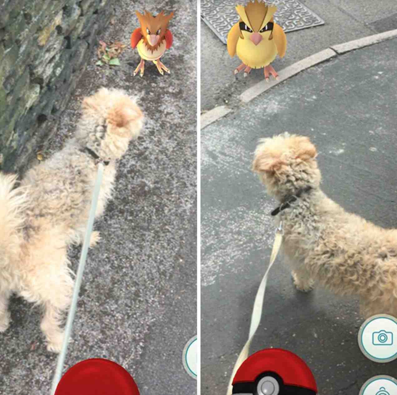 El lado solidario de Pokemon Go | Cuentamealgobueno