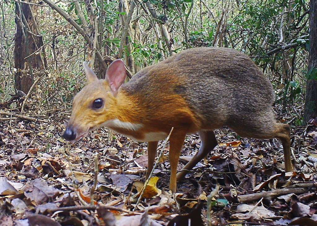 Confirman que el ciervo ratón de Vietnam no se ha extinguido ...