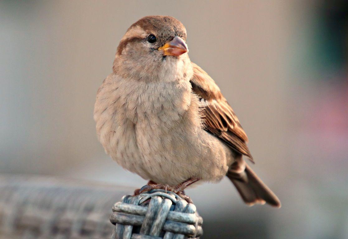 Los gorriones descartan el olfato como factor principal para elegir ...