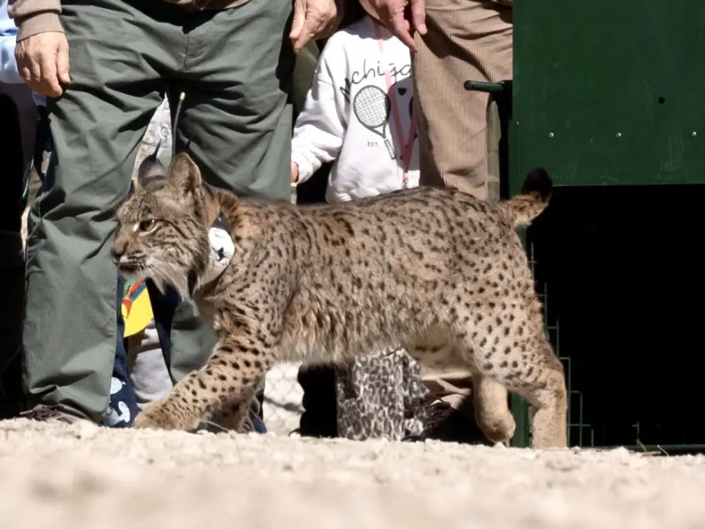 El lince ibérico vuelve a Aragón | Cuentamealgobueno